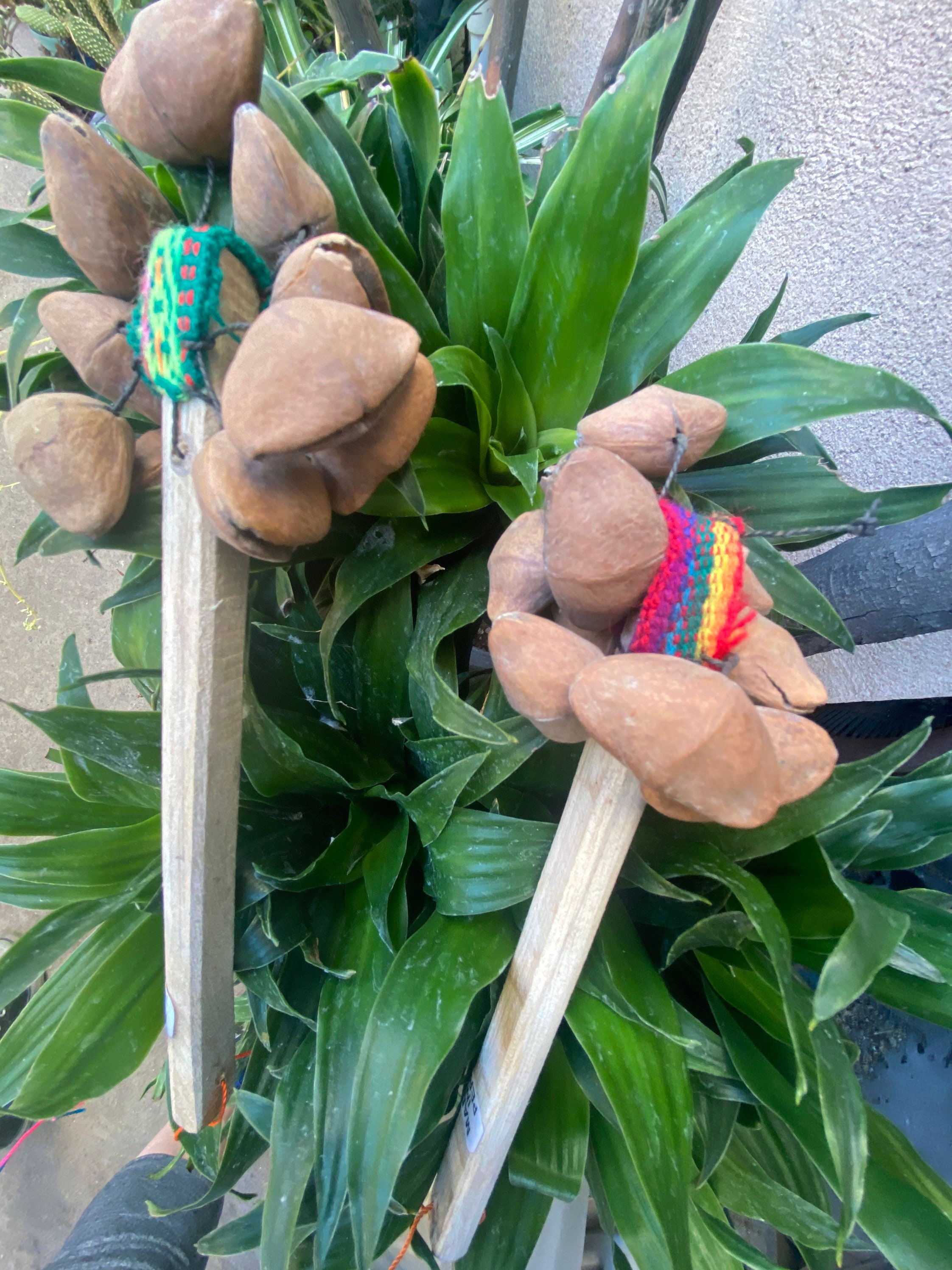 Peruvian Cacho seed rattle/ seed rattle/Peruvian seed | Etsy