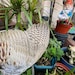 English Pheasant Wing/prayer Fan/ Ceremony/sacred/ Bird Tribe - Etsy