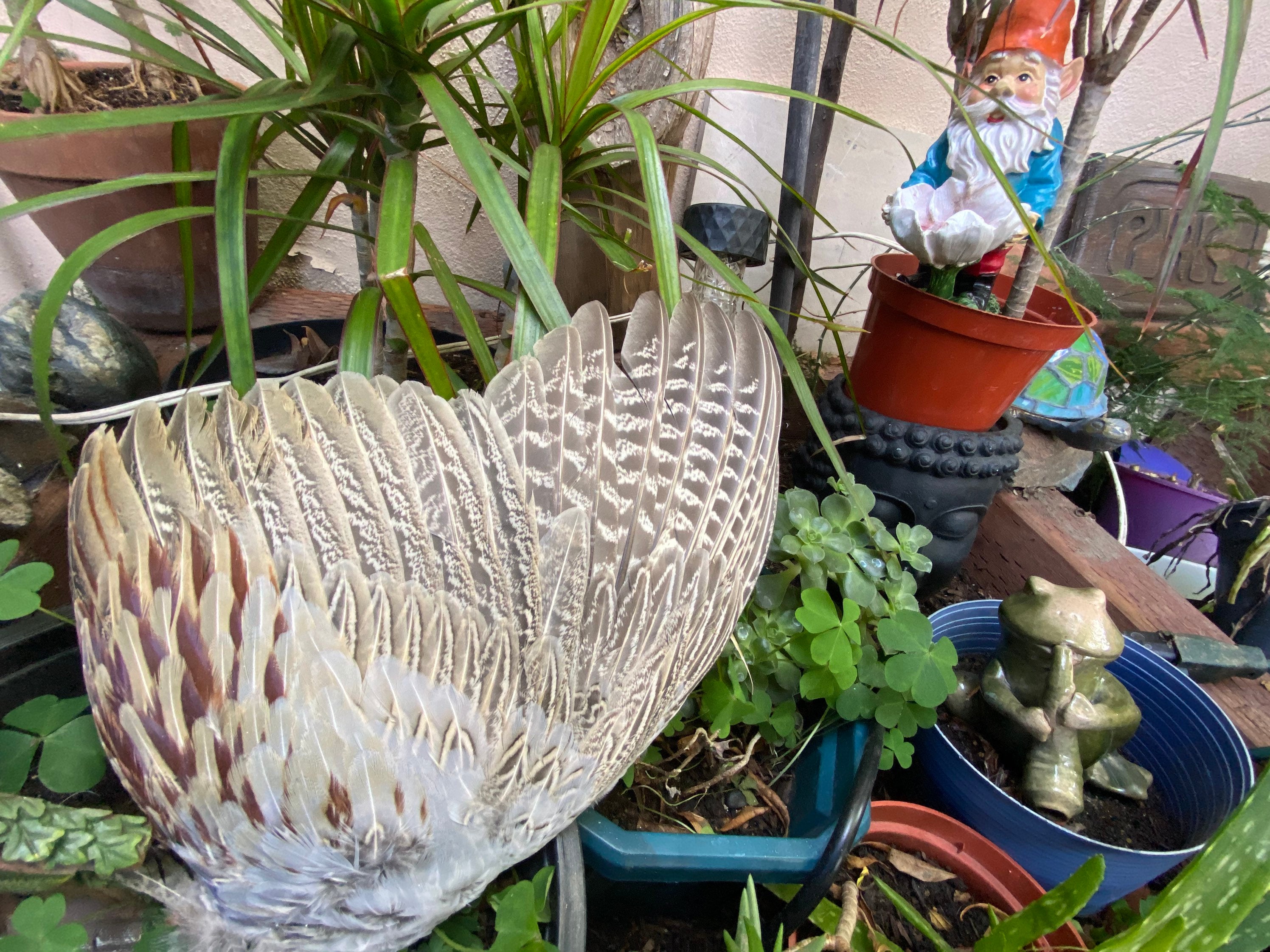 English Pheasant Wing/prayer Fan/ Ceremony/sacred/ Bird Tribe - Etsy