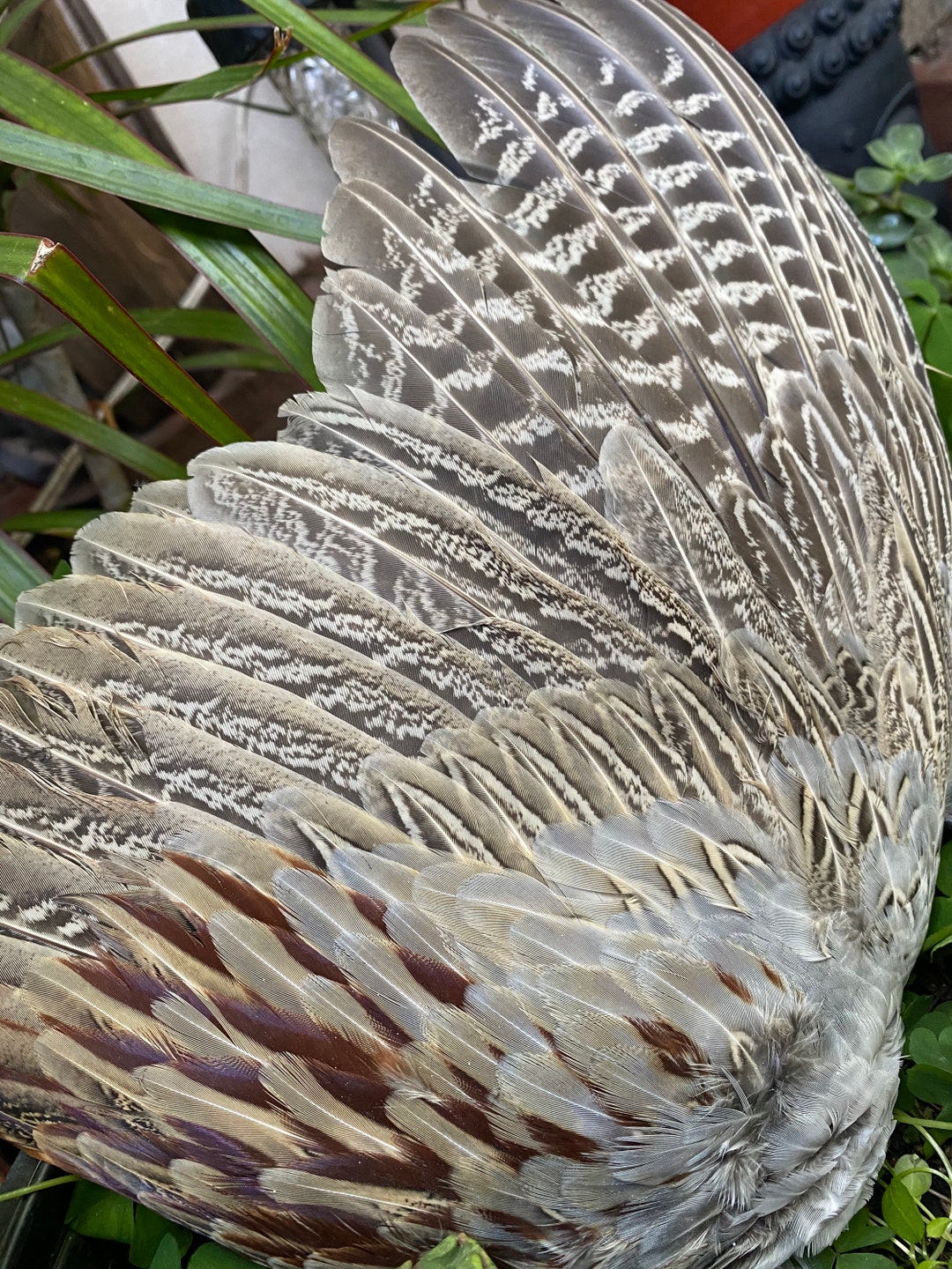 English Pheasant Wing/prayer Fan/ Ceremony/sacred/ Bird Tribe - Etsy