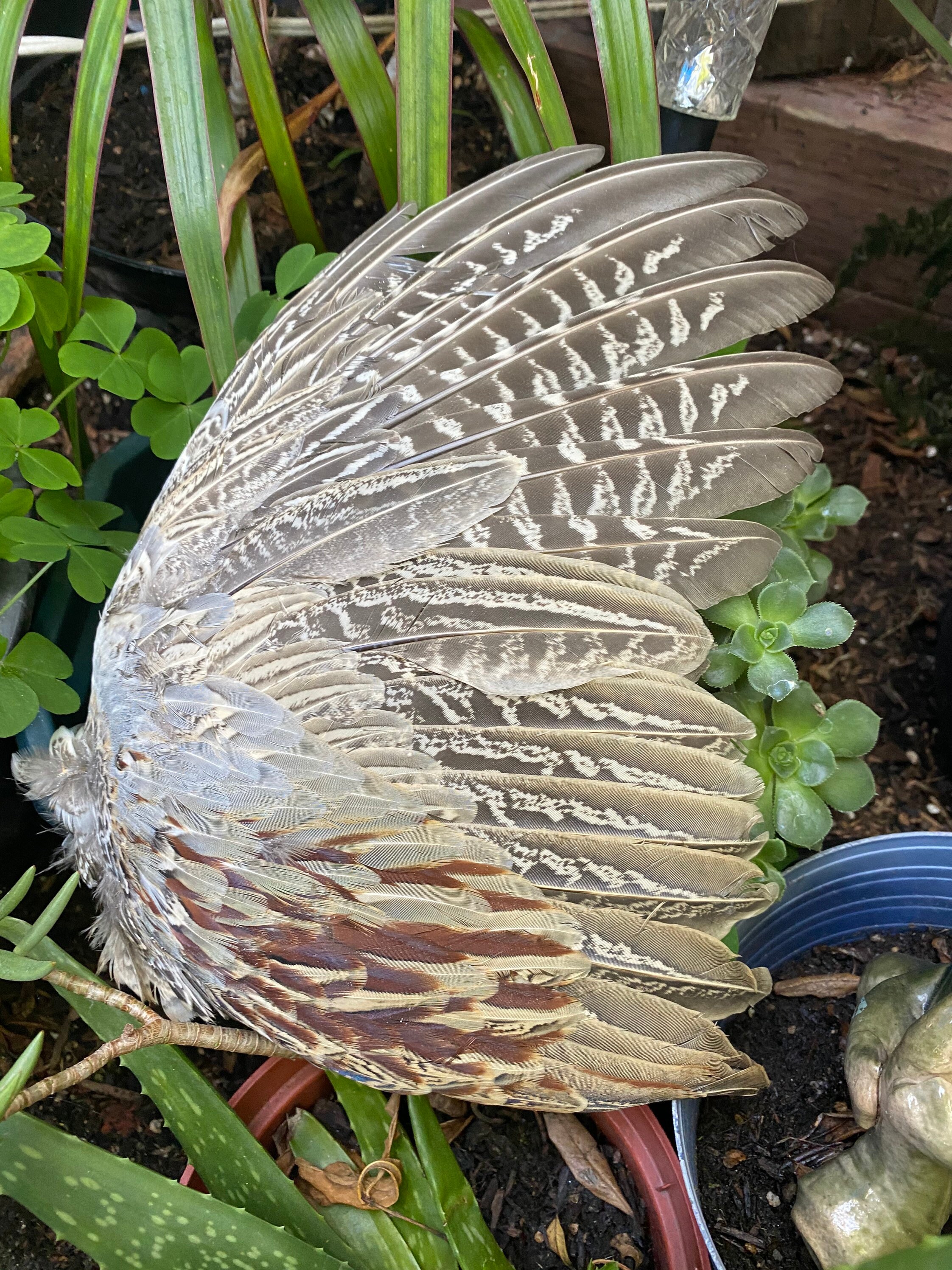 English Pheasant Wing/prayer Fan/ Ceremony/sacred/ Bird Tribe - Etsy