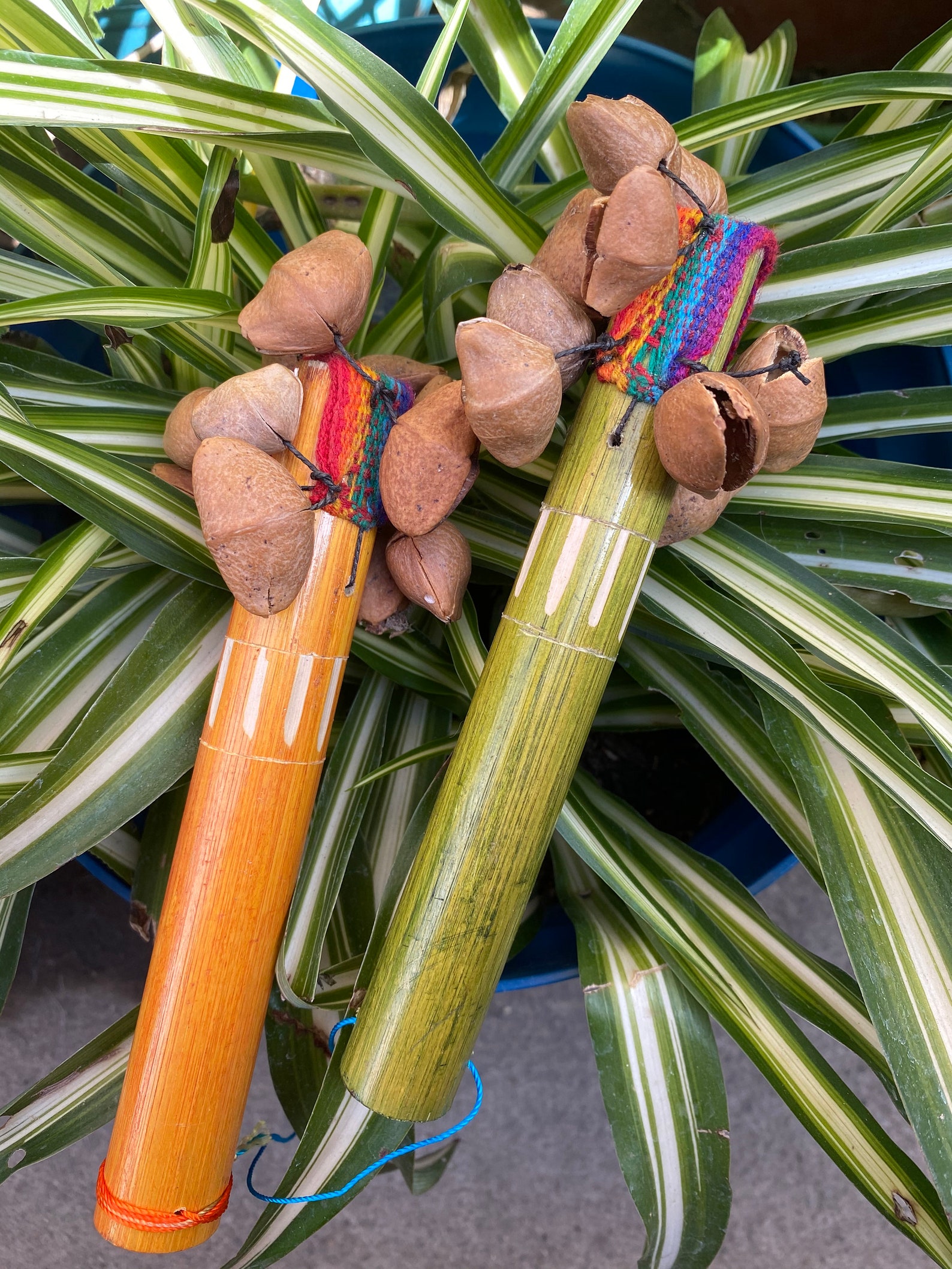 Peruvian Cacho Seed Rattle/ Seed Rattle/peruvian Seed | Etsy