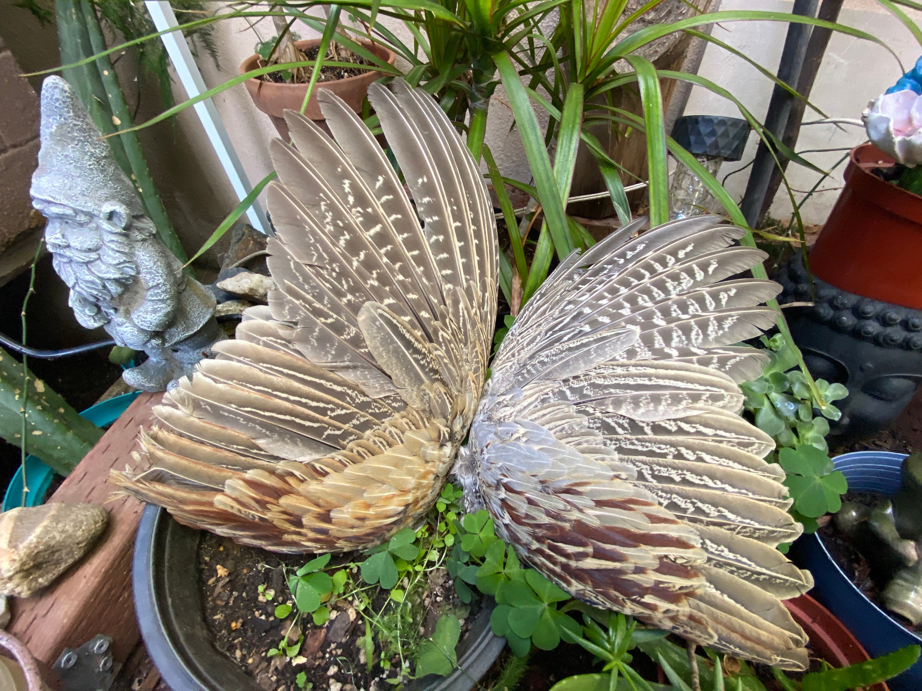 English Pheasant Wing/prayer Fan/ Ceremony/sacred/ Bird Tribe - Etsy