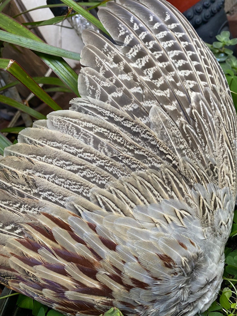 English Pheasant Wing/prayer Fan/ Ceremony/sacred/ Bird Tribe - Etsy
