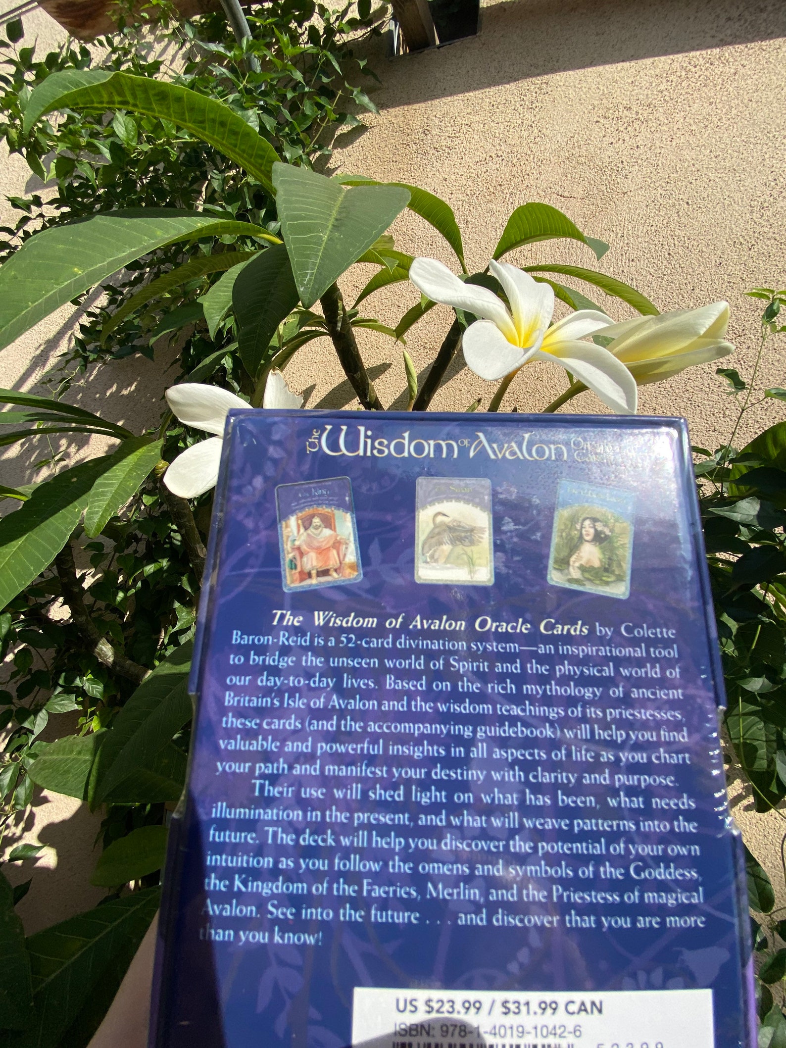 Wisdom of Avalon Oracle Cards/ Healing/ Guidance /meditation/ Messages ...