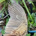 English Pheasant Wing/prayer Fan/ Ceremony/sacred/ Bird Tribe - Etsy