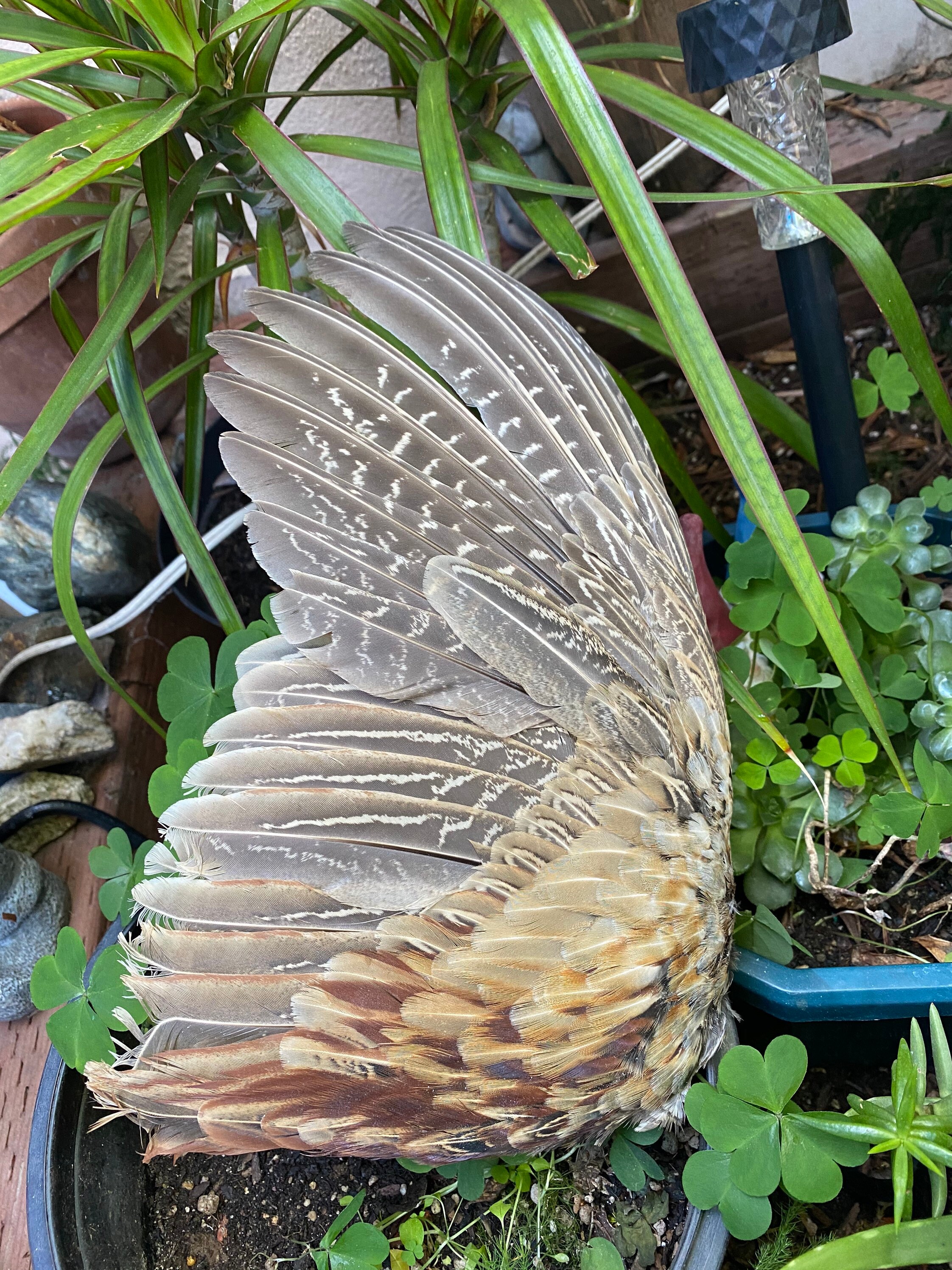 English Pheasant Wing/prayer Fan/ Ceremony/sacred/ Bird Tribe - Etsy