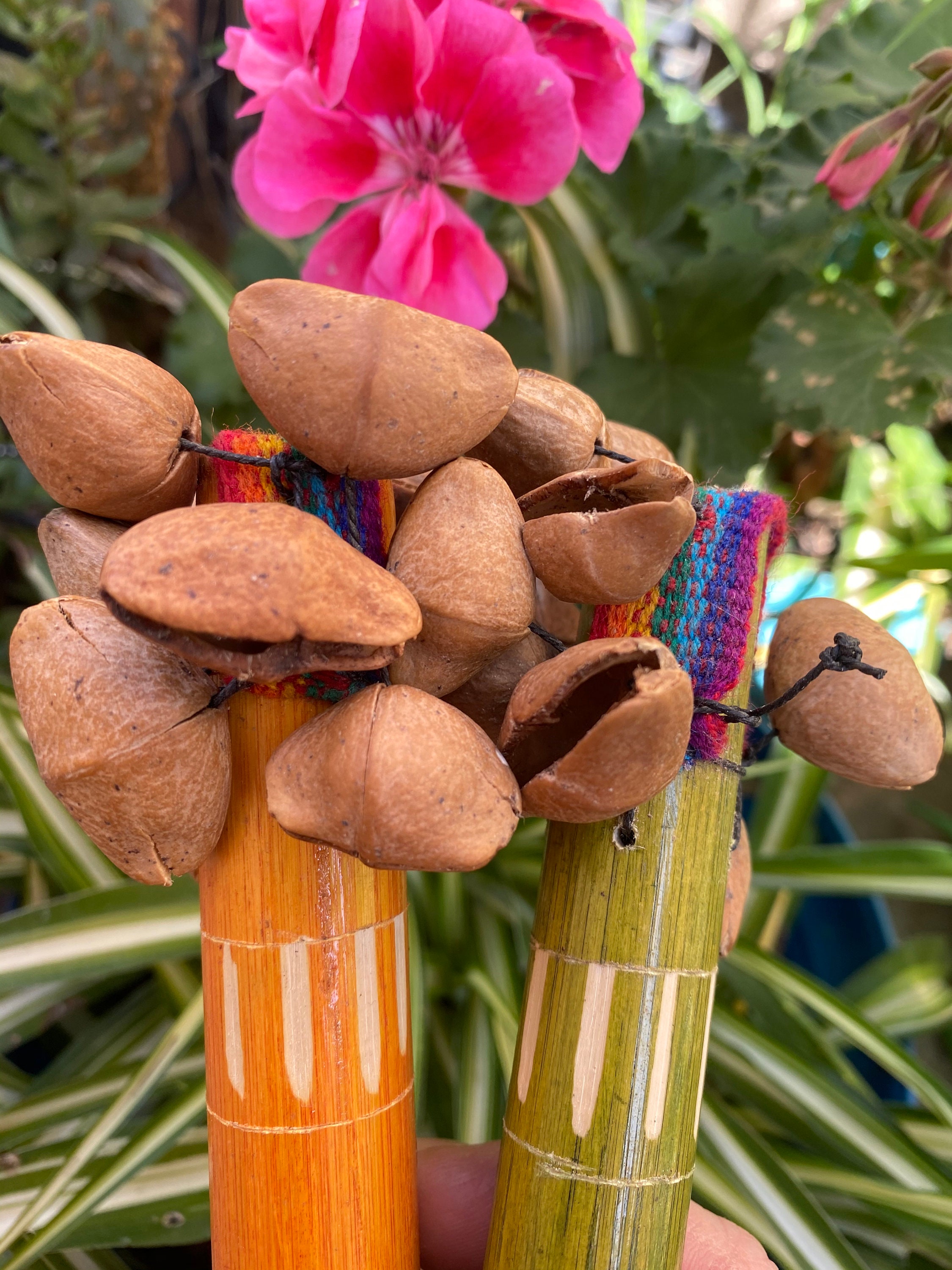 Peruvian Cacho seed rattle/ seed rattle/Peruvian seed | Etsy