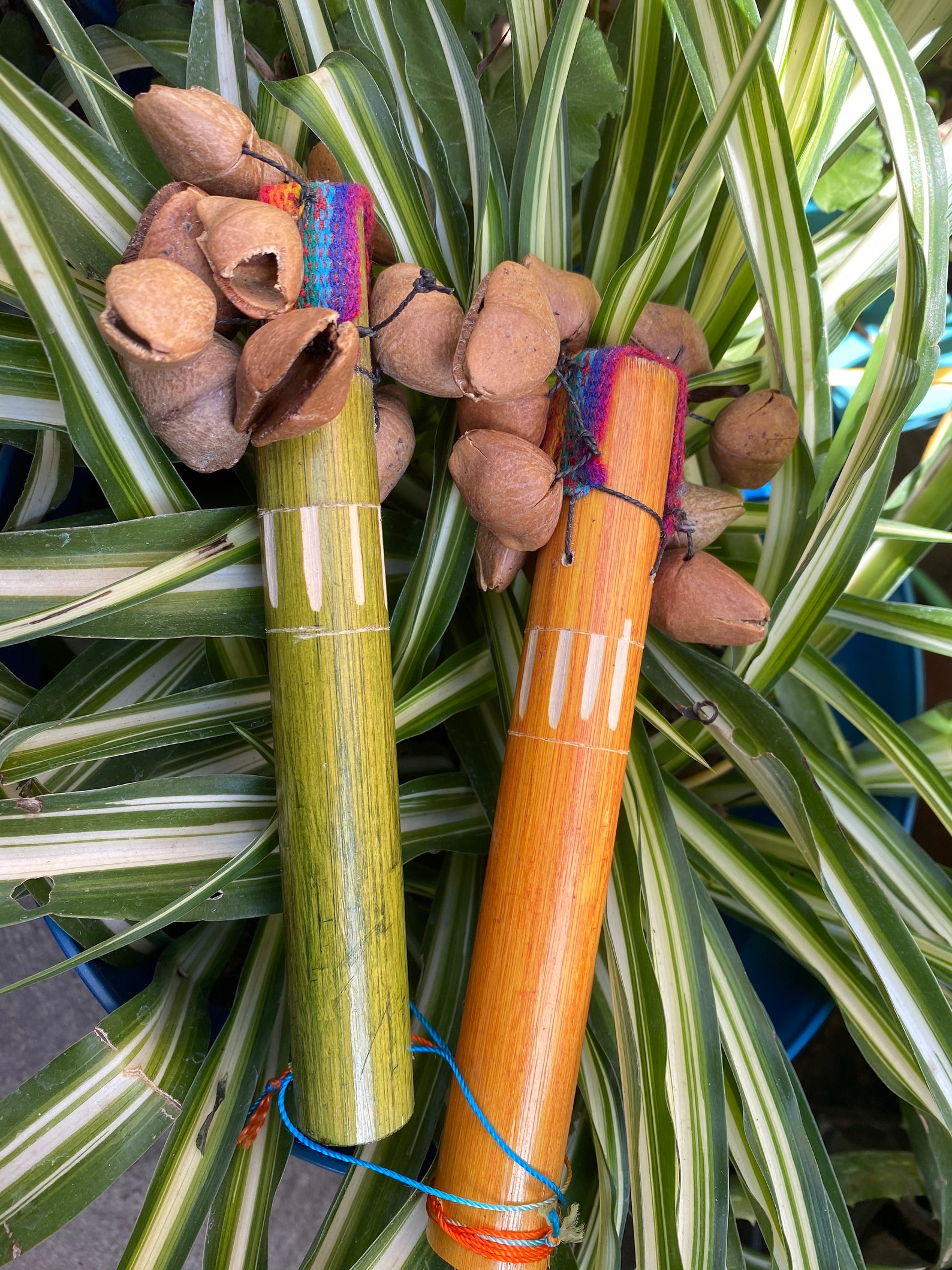 Peruvian Cacho Seed Rattle/ Seed Rattle/peruvian Seed | Etsy