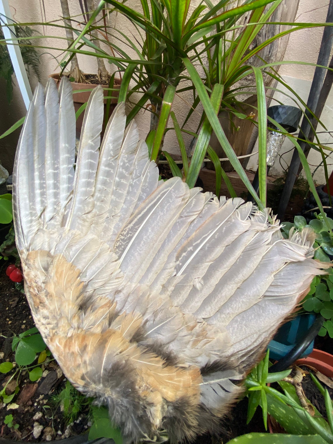 English Pheasant Wing/prayer Fan/ Ceremony/sacred/ Bird Tribe - Etsy