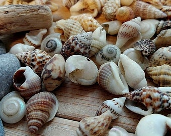 Mini Sea Shells - Etsy