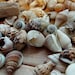 100 MIXED SEASHELLS Tiny Mini Sea Shells Craft Wedding Beach - Etsy UK