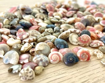 100 Small Seashell Mix, Tiny Sea Shell Lot, Beach Wedding Decor, Sea ...