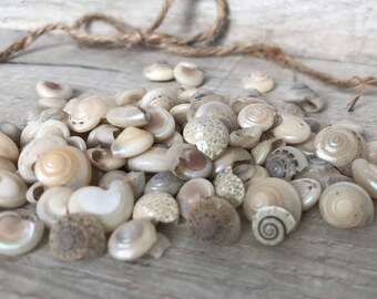 100 SMALL SEASHELLS Mini Sea Shells Craft Wedding Beach | Etsy