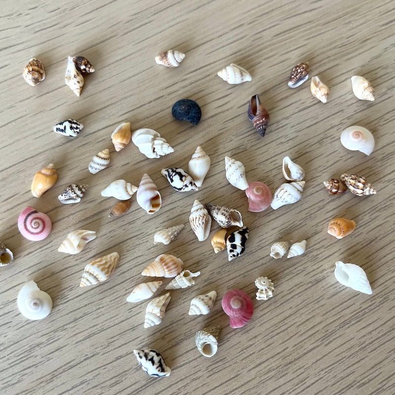 Mini Sea Shells - Etsy
