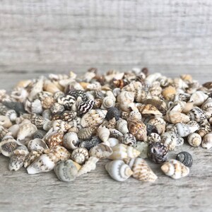 Small Seashell Mix, Tiny Sea Shell Lot, Beach Wedding Decor, Sea Shells ...