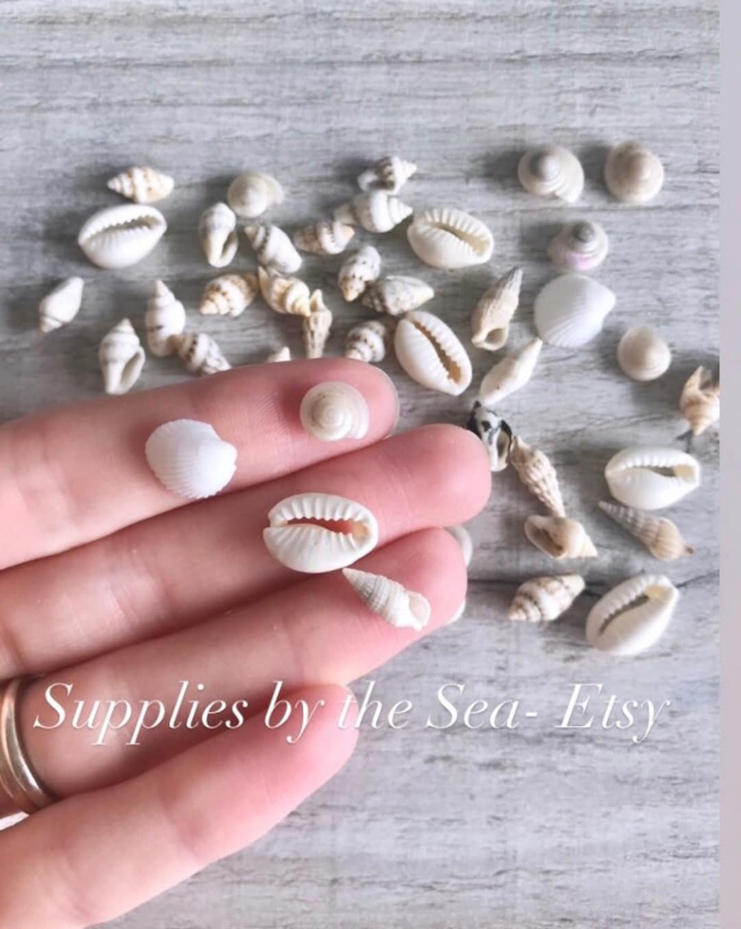 100 MIXED SEASHELLS || Resin Craft Pack || Mini Sea Shells || Wedding ...