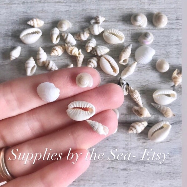 Mini Sea Shells - Etsy