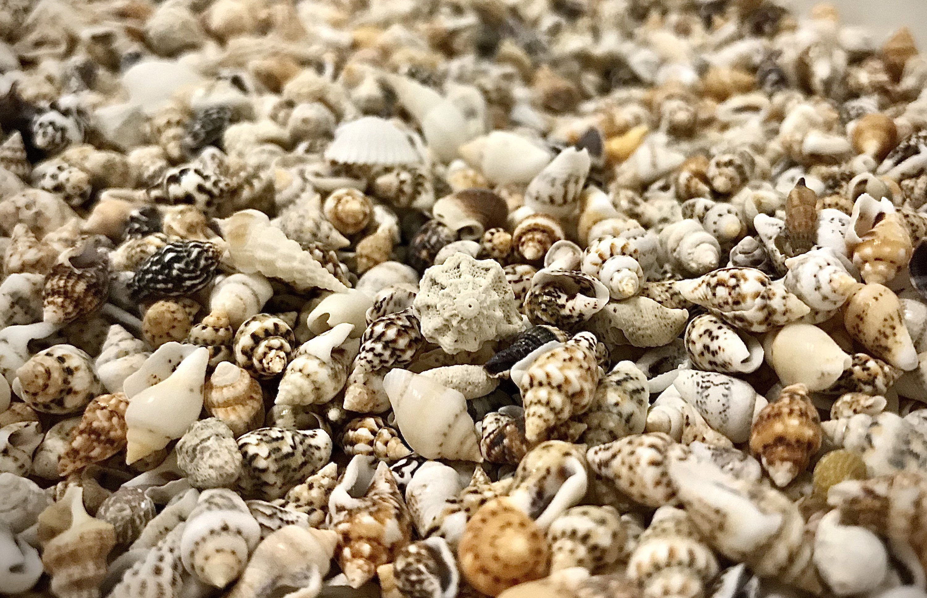 Small Sea Shells 5-15mm for Resin Craft Projects Terrarium - Etsy