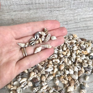 Small Seashell Mix, Tiny Sea Shell Lot, Beach Wedding Decor, Sea Shells ...