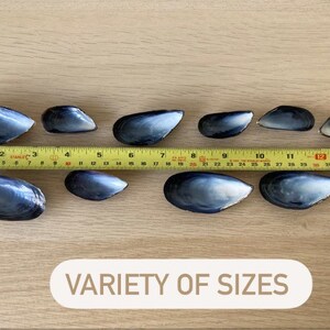 10 Mussel Shells, Varnished / Unvarnished. Fab for Wreaths & Wedding ...