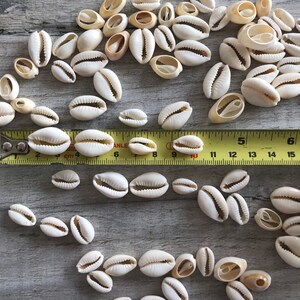 50/100 COWRIE SHELLS Beach Wedding || Natural Arts and Crafts || Sea ...