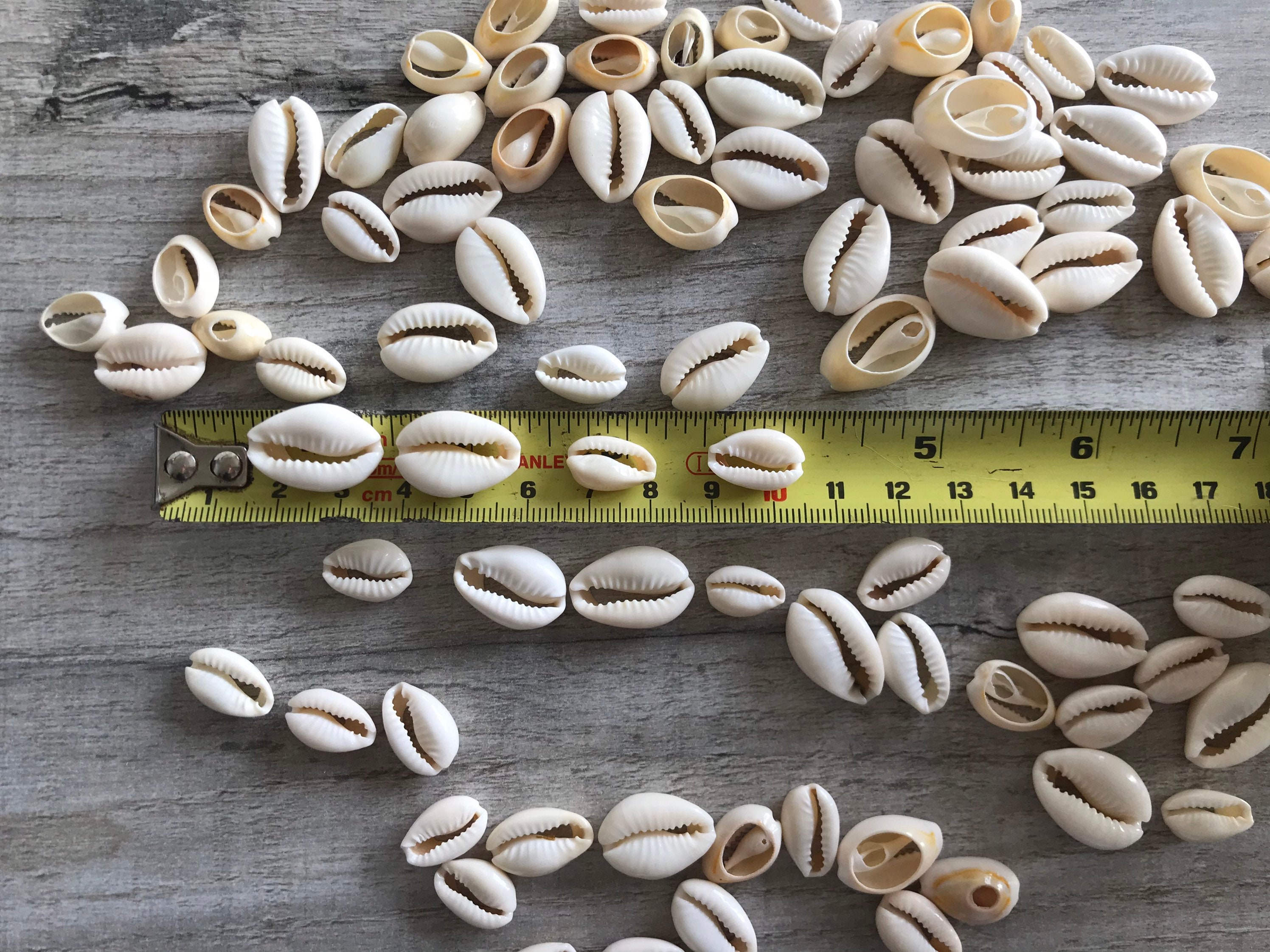 50/100 COWRIE SHELLS Beach Wedding Natural Arts and Crafts - Etsy UK