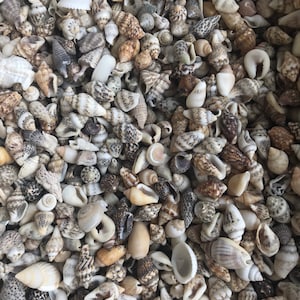 100 Small Seashell Mix, Tiny Sea Shell Lot, Beach Wedding Decor, Sea ...