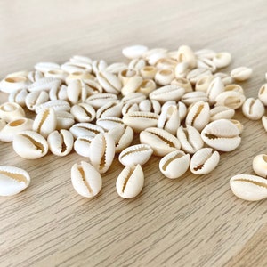 Tiny Little Cowrie Shells || Natural Arts and Crafts || Sea Shells ...