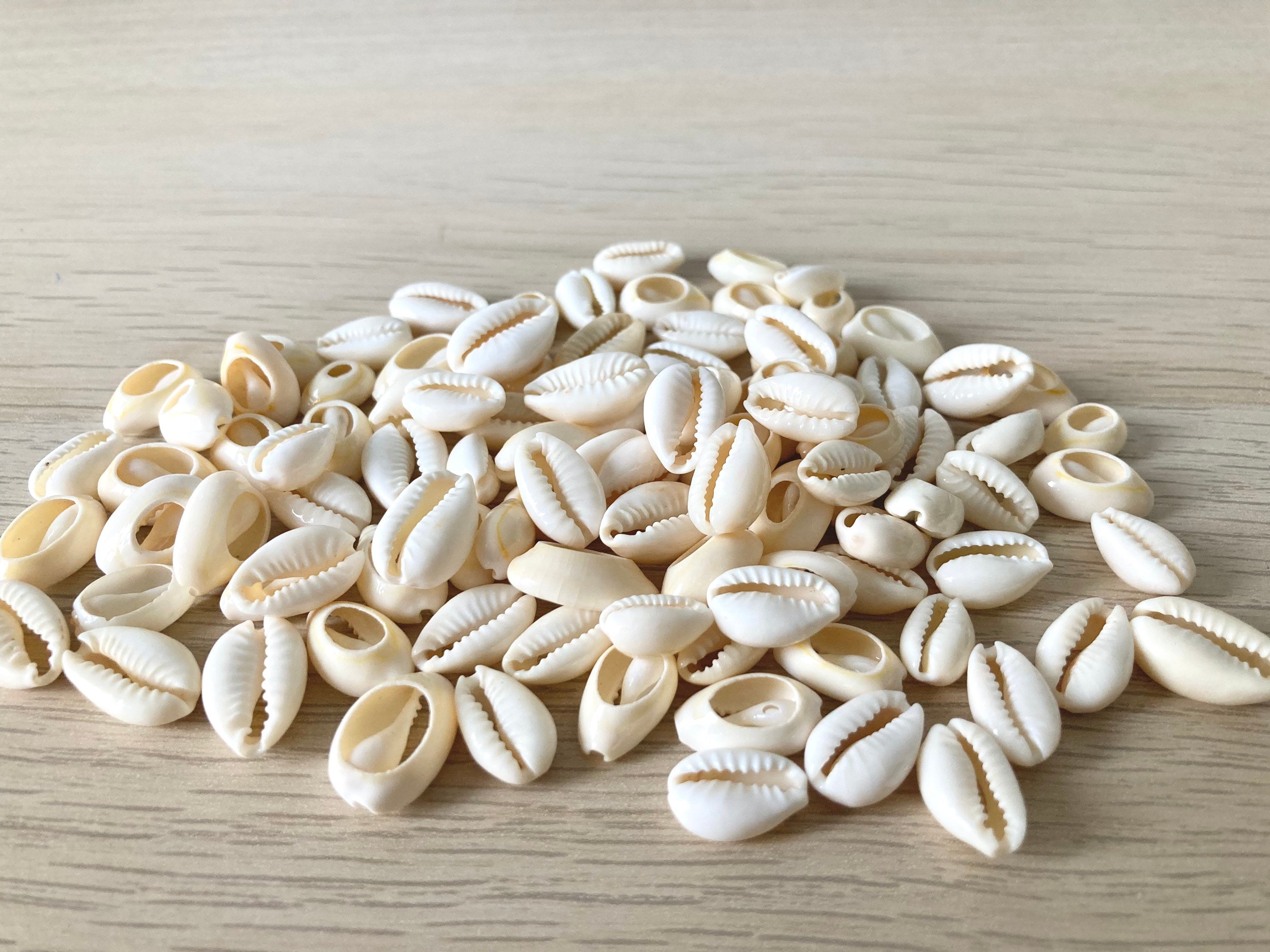 Tiny Little Cowrie Shells || Natural Arts and Crafts || Sea Shells ...