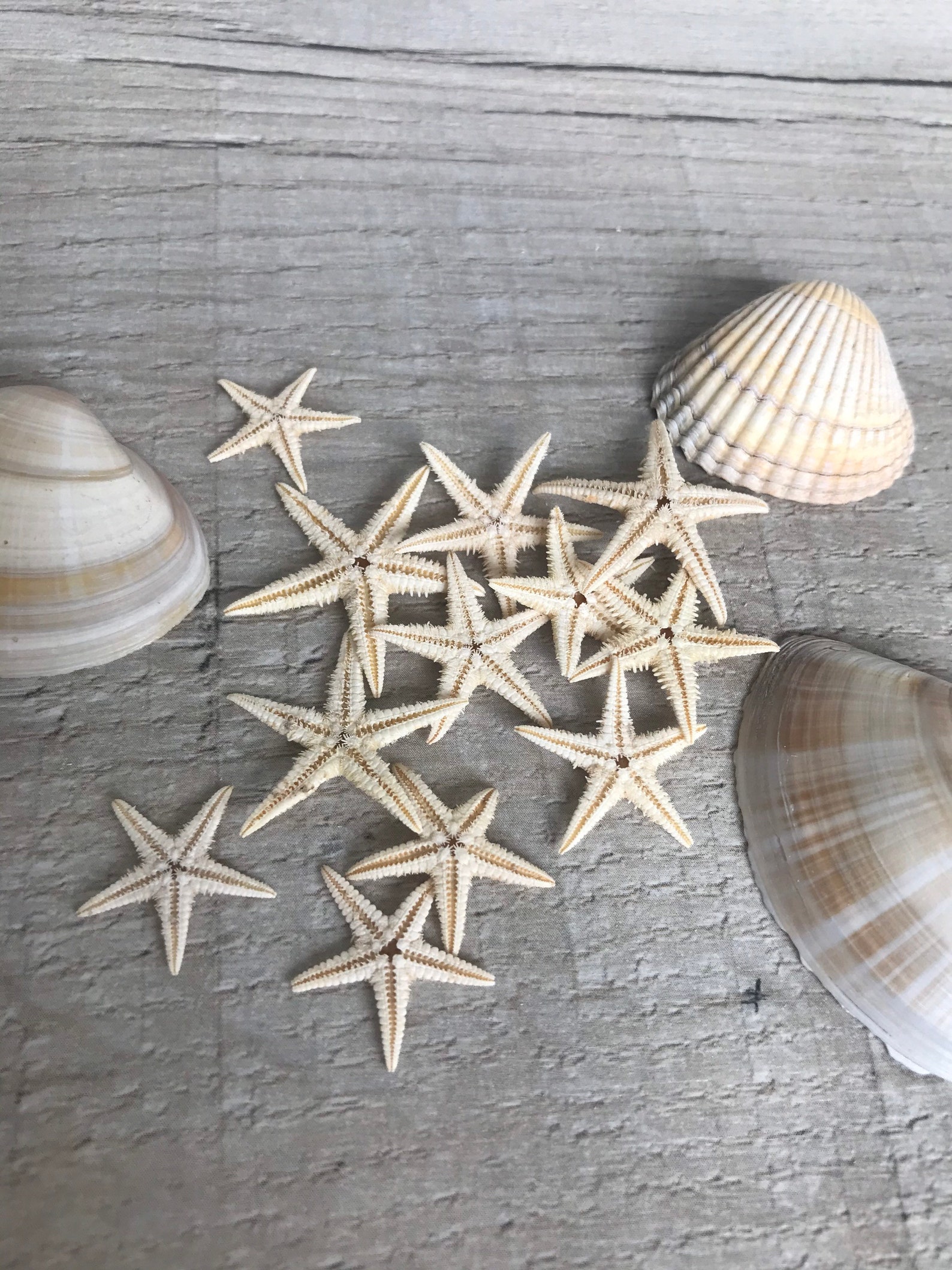 5 Small Starfish Beach Craft Resin Craft Seashells Real - Etsy