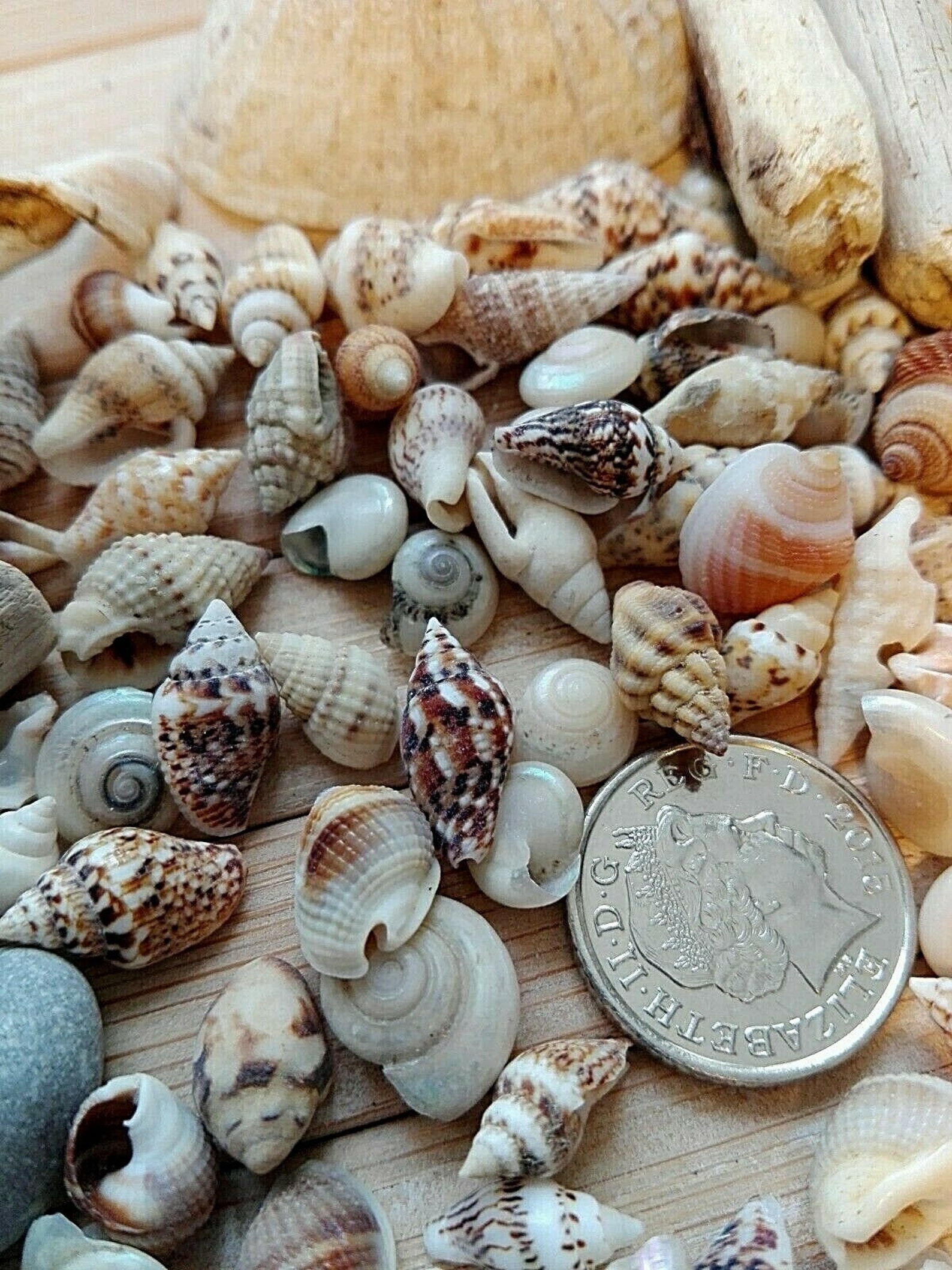 100 MIXED SEASHELLS Tiny Mini Sea Shells Craft Wedding Beach Confetti 7 ...