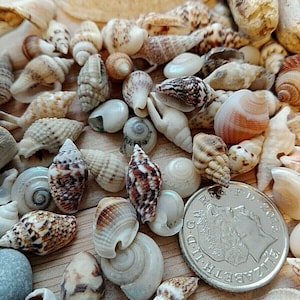 100 SMALL SEASHELLS Mini Sea Shells Craft Wedding Beach Confetti 7-15 ...