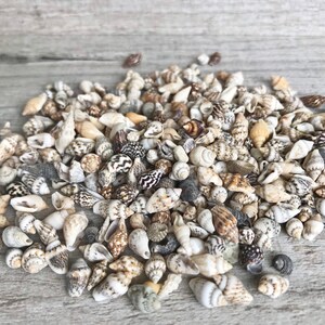 Small Seashell Mix, Tiny Sea Shell Lot, Beach Wedding Decor, Sea Shells ...