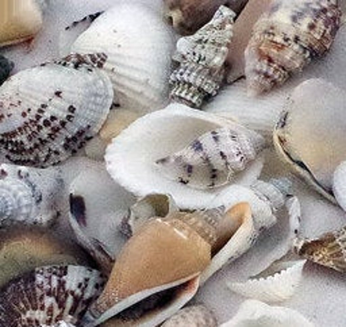 50 MIXED SEASHELLS Tiny Mini Micro Sea Shells Craft Wedding | Etsy
