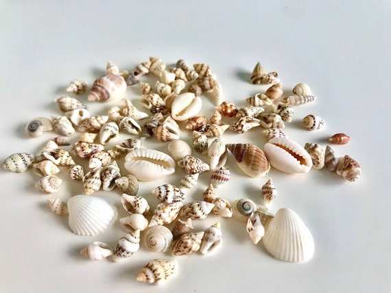 Small Sea Shells Table Confetti Random Shell Mixture UK - Etsy