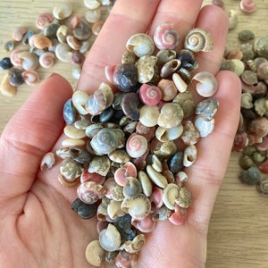 Small, Vibrant Seashell Mix, Tiny Sea Shell Pack, Pink Spirals, Sea ...