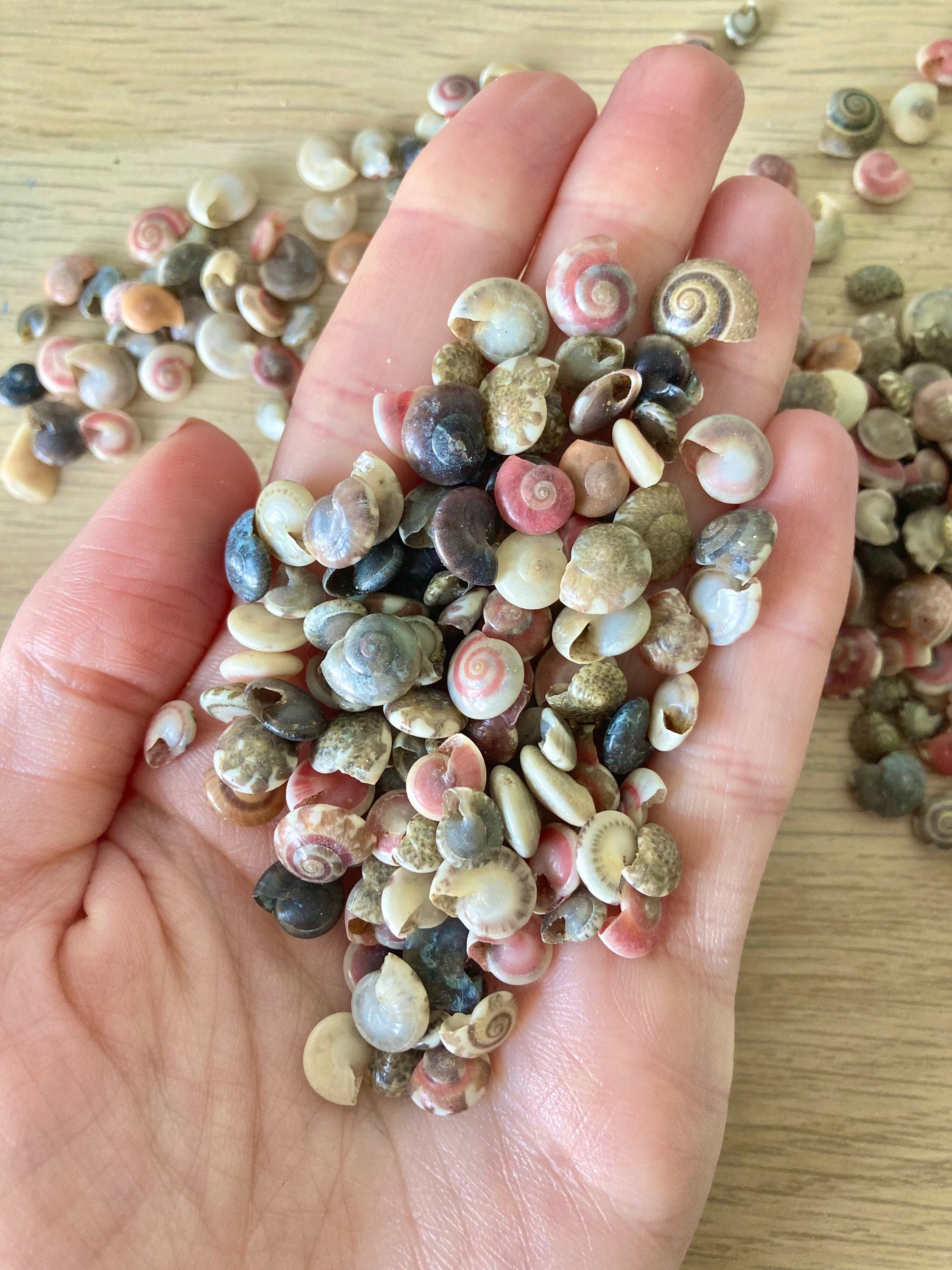 Small Vibrant Seashell Mix Tiny Sea Shell Pack Pink - Etsy