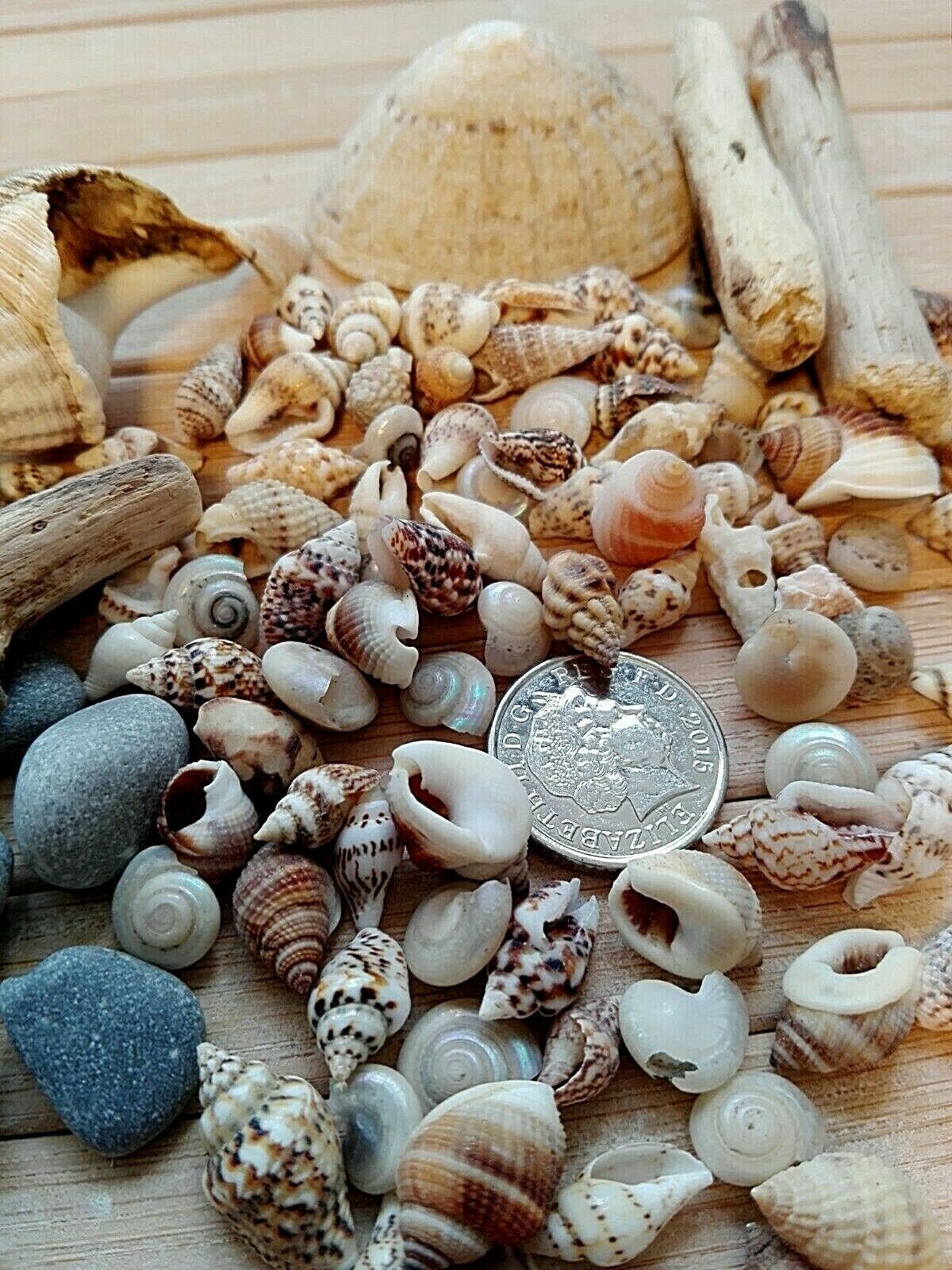 100 MIXED SEASHELLS Tiny Mini Sea Shells Craft Wedding Beach - Etsy UK