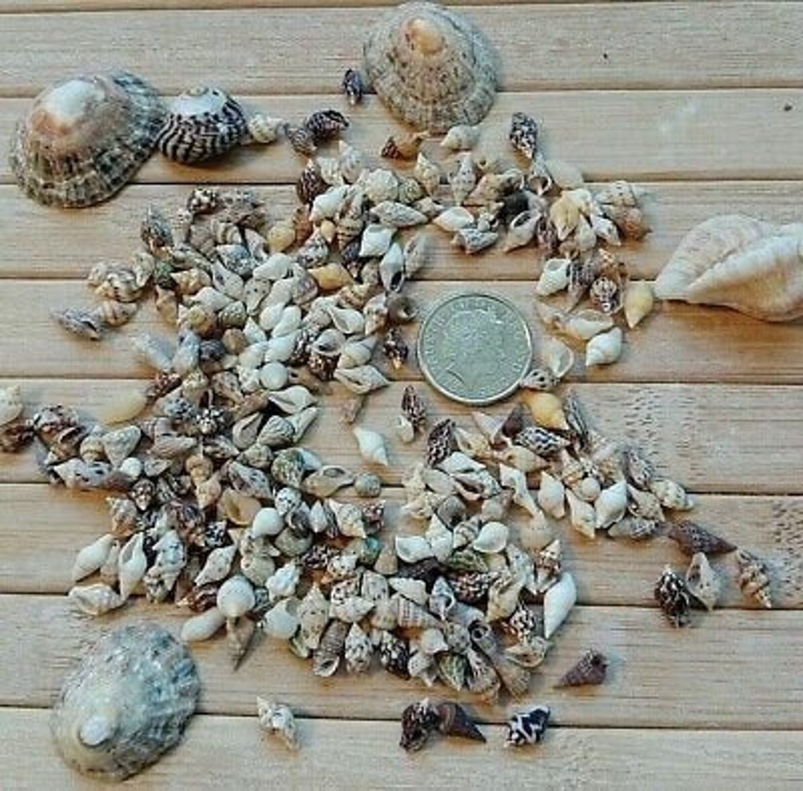 50 MIXED SEASHELLS Tiny Mini Micro Sea Shells Craft Wedding | Etsy
