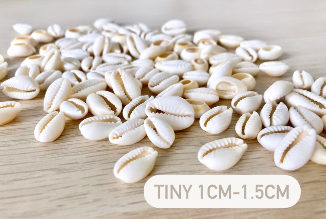 Tiny Little Cowrie Shells || Natural Arts and Crafts || Sea Shells ...