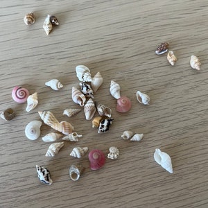 50/100 Small Seashells, Tiny Sea Shell Lot, Beach Wedding Decor, Sea ...