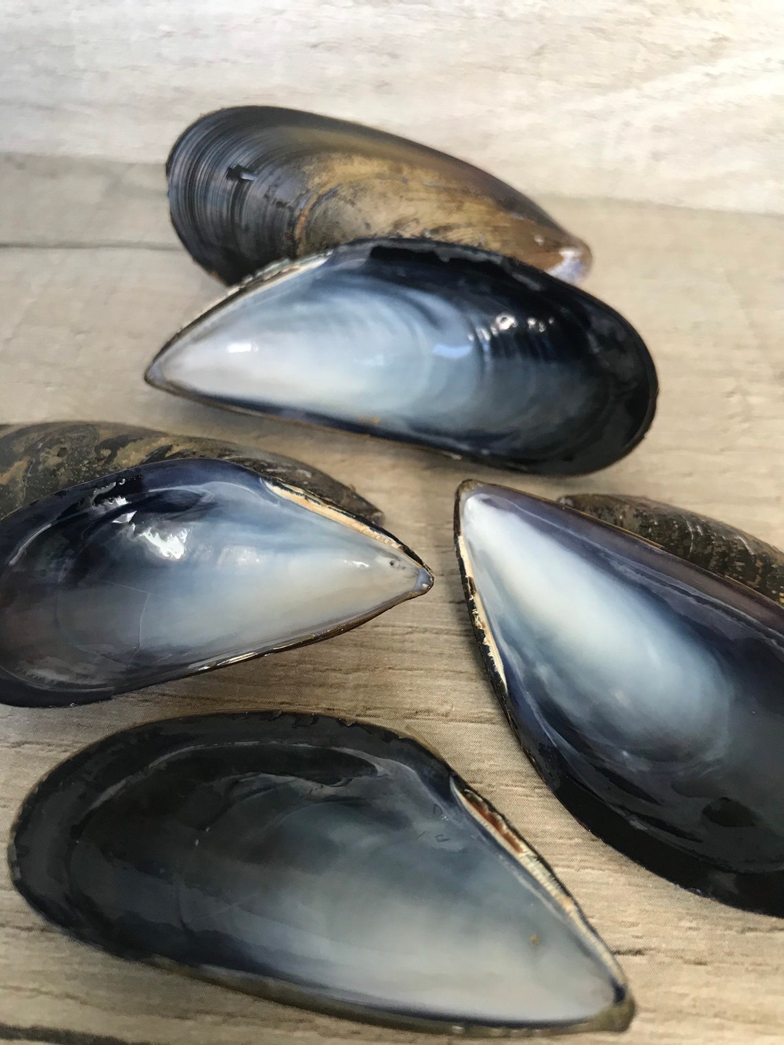 10 Mussel Shells, Varnished / Unvarnished. Fab for Wreaths & Wedding ...