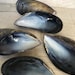 10 Mussel Shells, Varnished / Unvarnished. Fab for Wreaths & Wedding ...