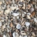 100 SMALL SEASHELLS Mini Sea Shells Craft Wedding Beach Confetti 7-15 ...