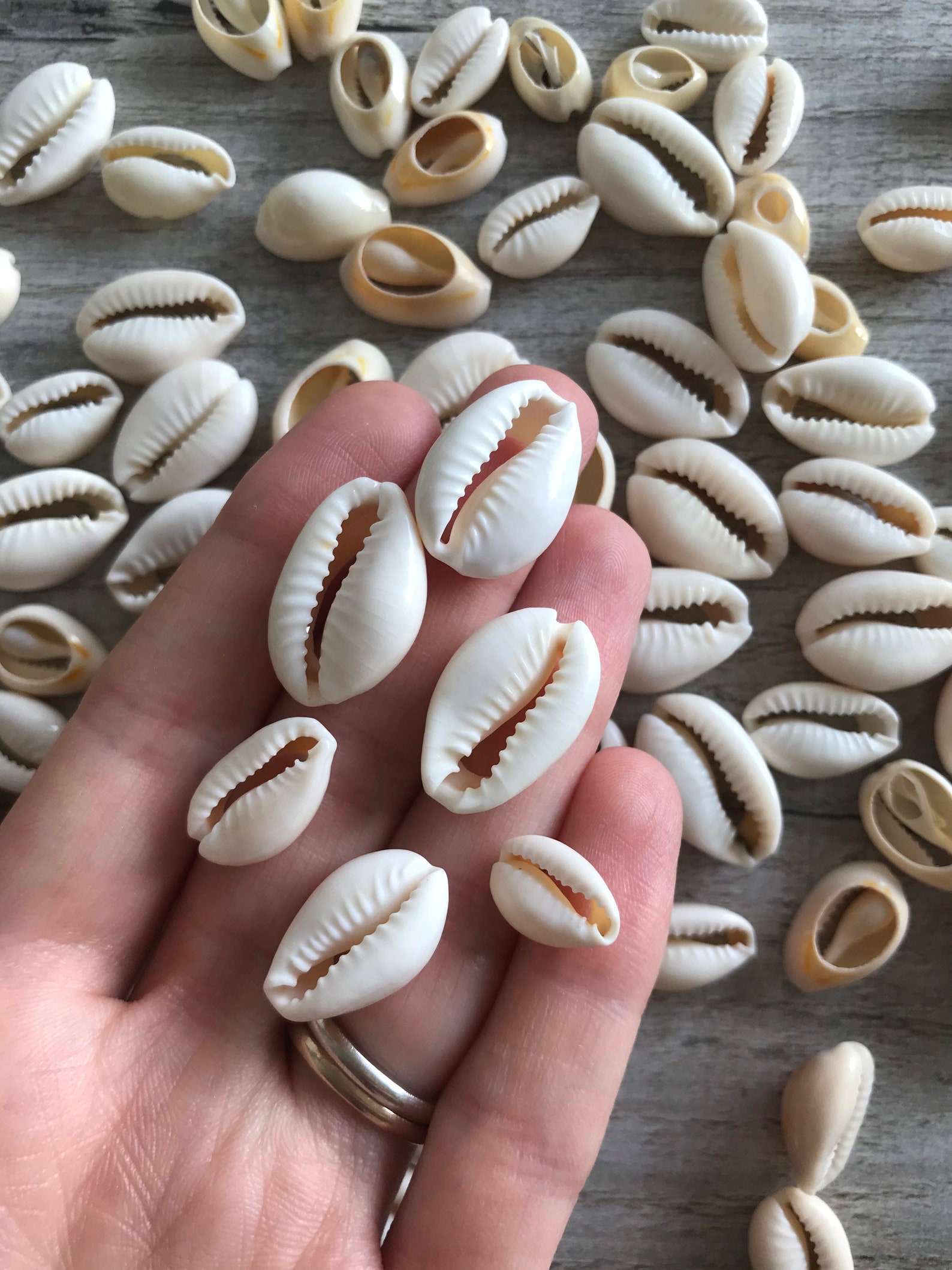 10/25/50/100 CUT COWRIE SHELLS Beach Wedding Natural Arts - Etsy UK