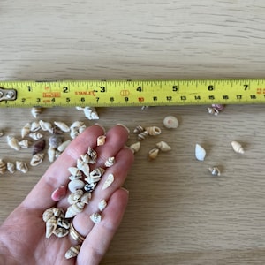 15/100/200 MIXED SEASHELLS | Tiny Mini Sea Shells Craft Wedding Beach ...