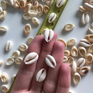REAL COWRIE SHELLS, Cut Ready for Jewellery Making and Crafts Projects ...