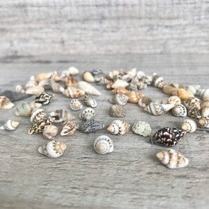 Small Seashell Mix, Tiny Sea Shell Lot, Beach Wedding Decor, Sea Shells ...