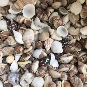 100 Small Seashell Mix, Tiny Sea Shell Lot, Beach Wedding Decor, Sea ...